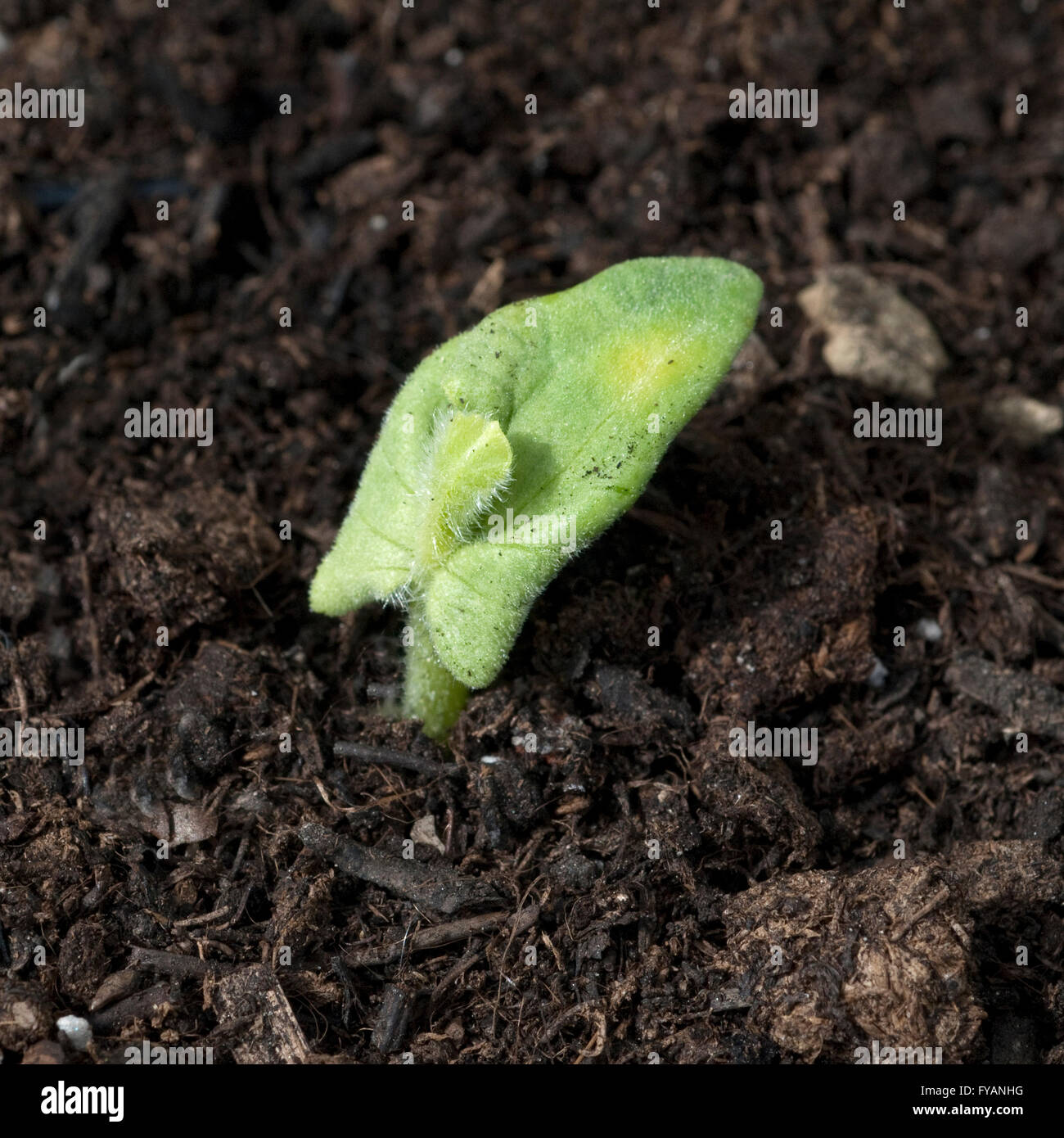 Kuerbispflanze; Jungpflanze; Keimling, Sproessling Stock Photo - Alamy