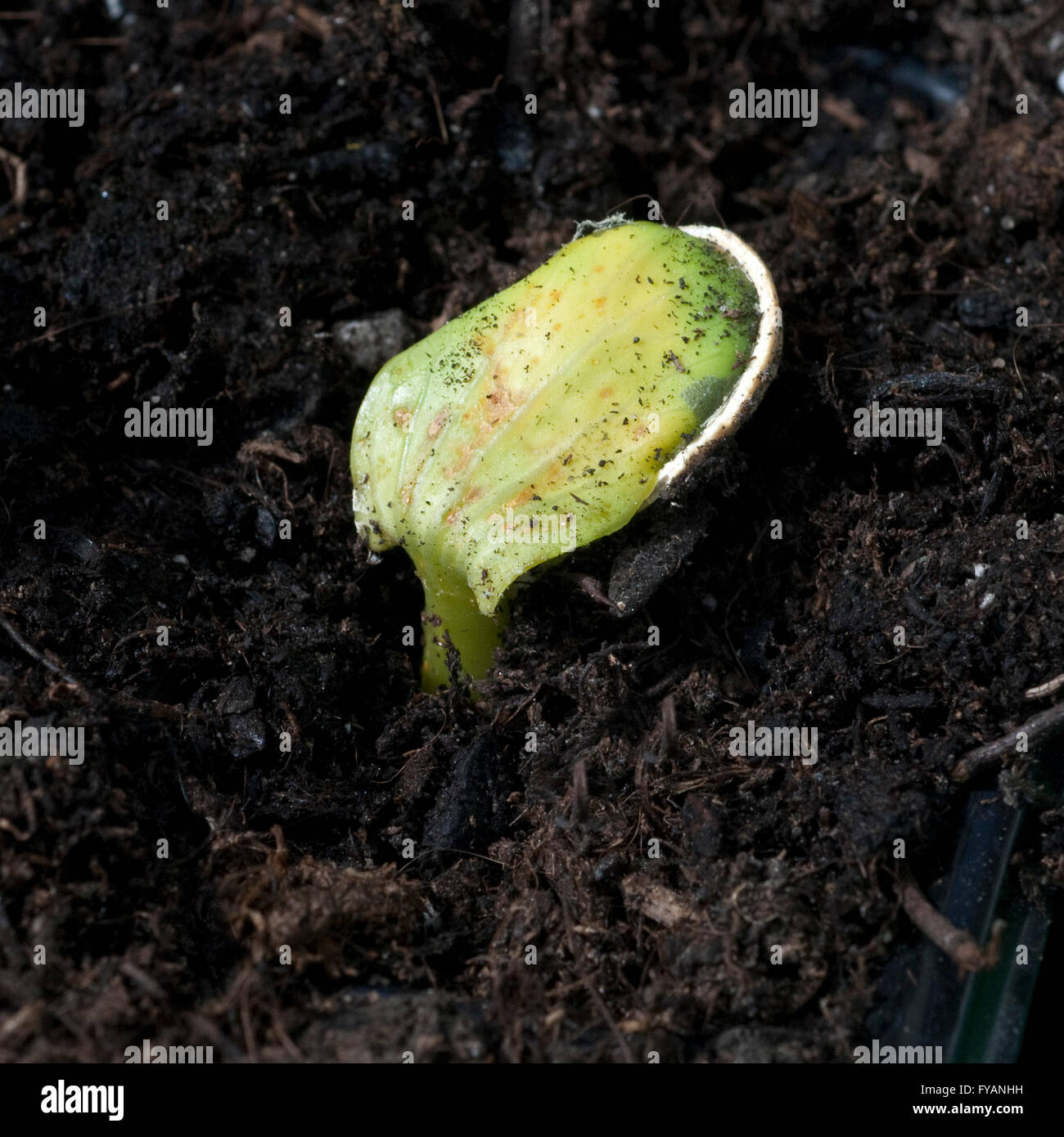 Kuerbispflanze; Jungpflanze; Keimling, Sproessling Stock Photo - Alamy