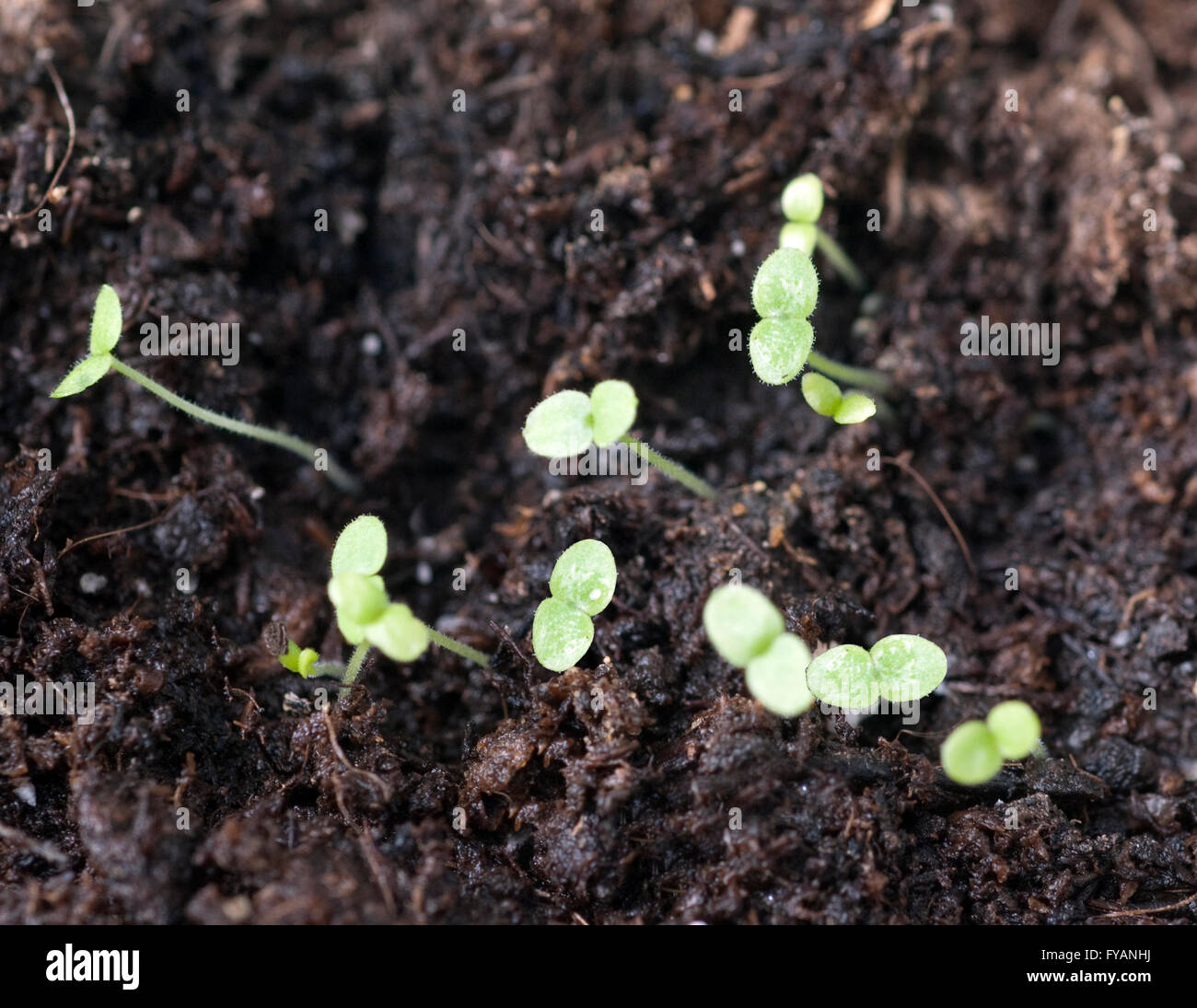 Loewenmaul, Antirrhinum, majus, Keimling Stock Photo - Alamy