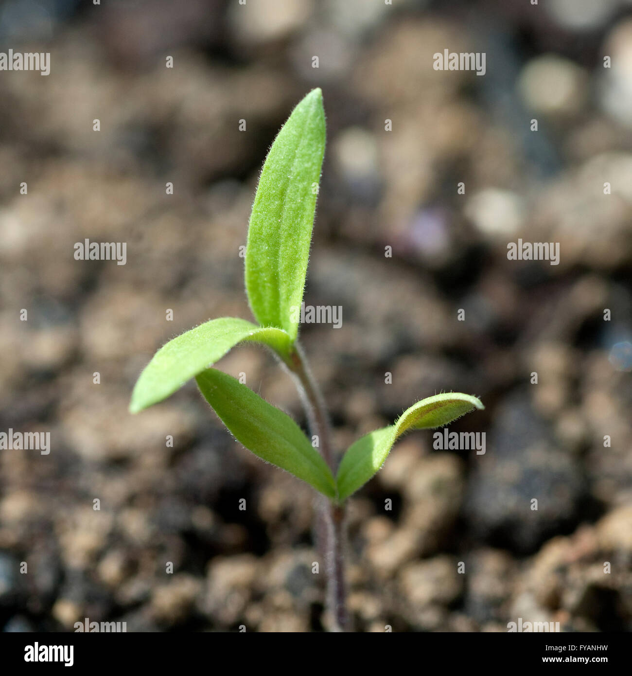 Tomaten; Keimling, Sproessling ist eine Gemueseart Stock Photo - Alamy
