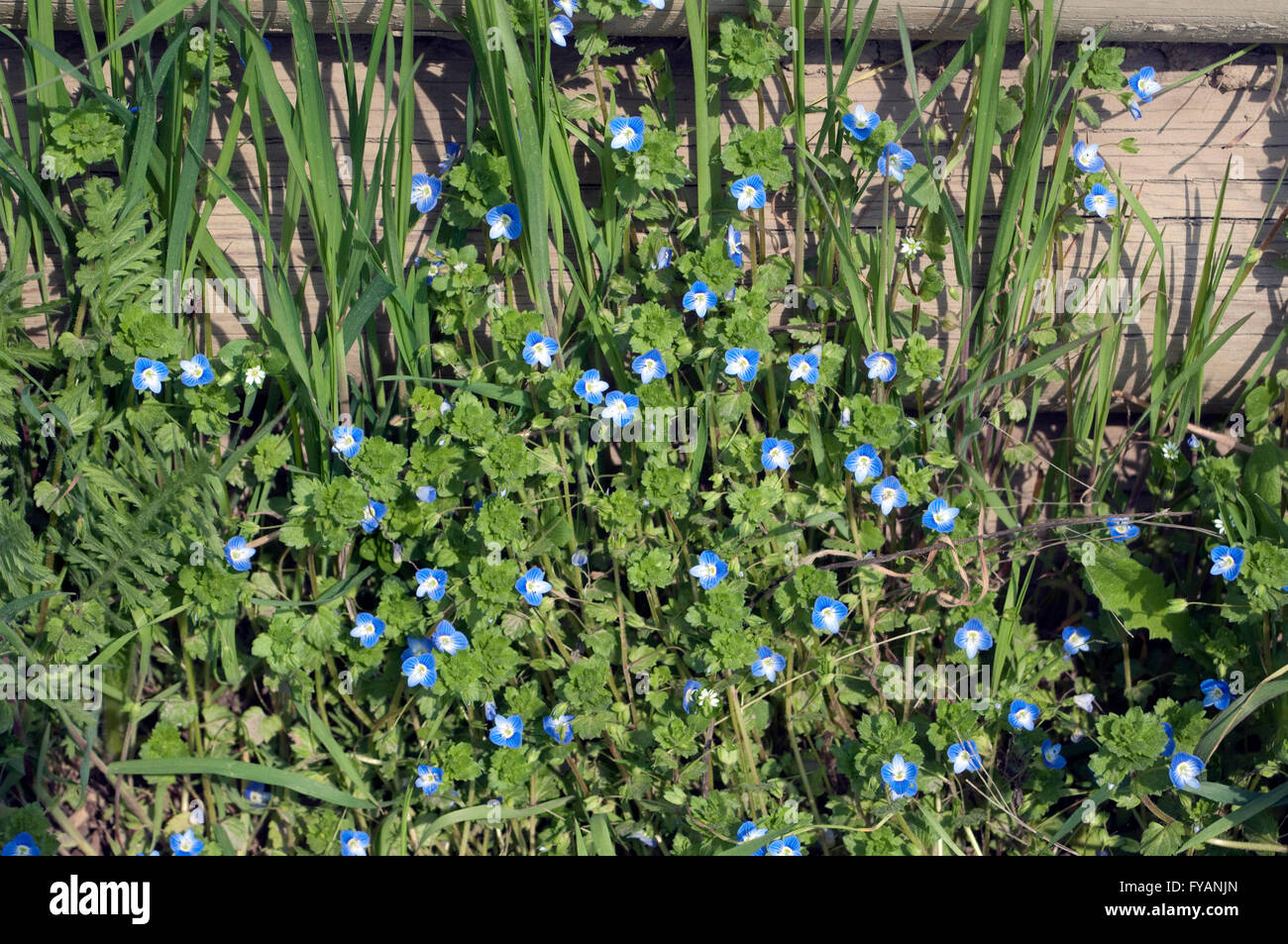 Persischer Ehrenpreis, Veronica, persica Stock Photo - Alamy