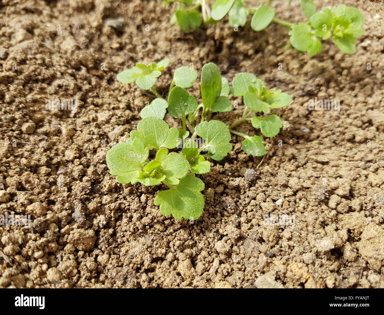 Persischer; Ehrenpreis; Veronica; persica; Keimling Stock Photo - Alamy