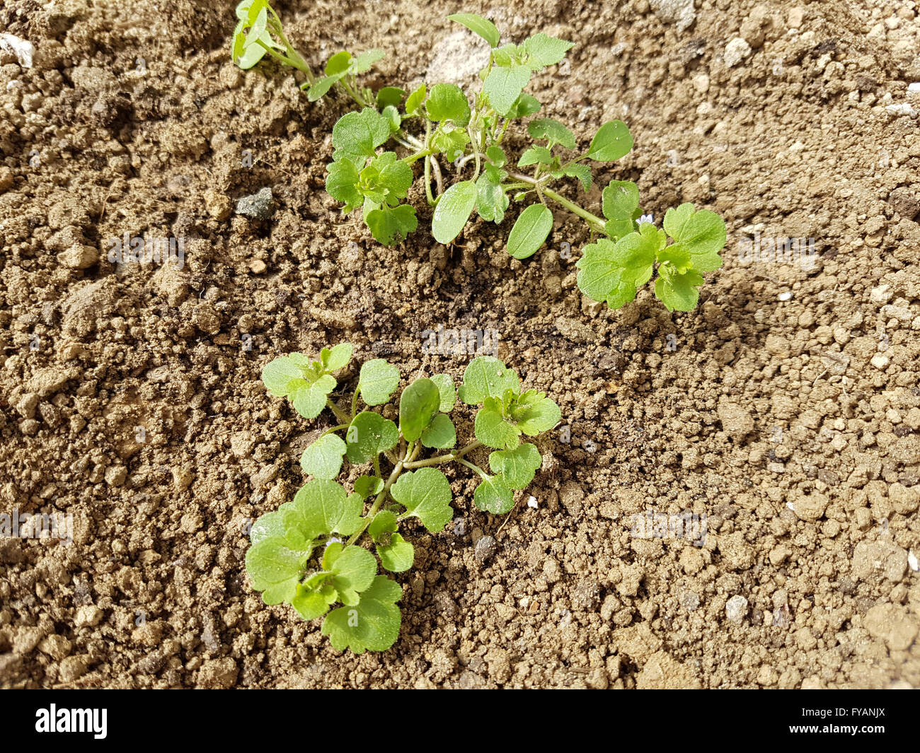 Persischer; Ehrenpreis; Veronica; persica; Keimling Stock Photo - Alamy