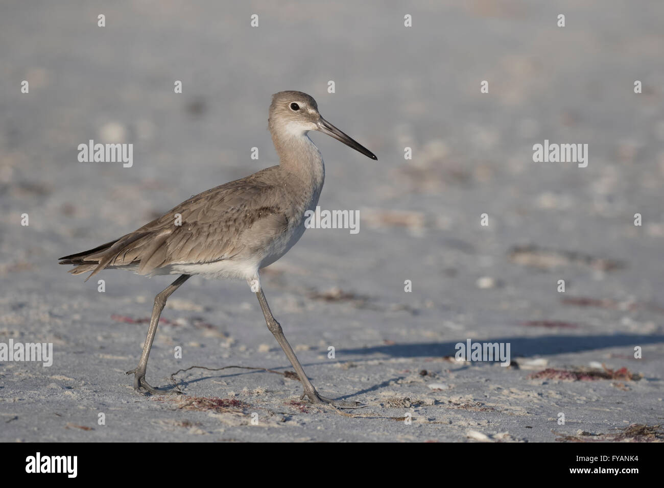 Floria hi-res stock photography and images - Alamy