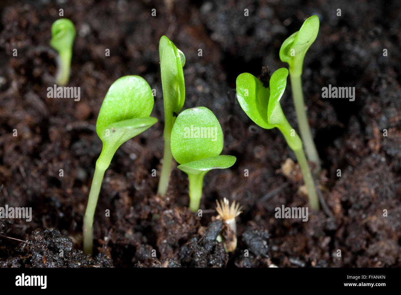 Kornblume; Centaurea; cyanus; Keimling Stock Photo - Alamy