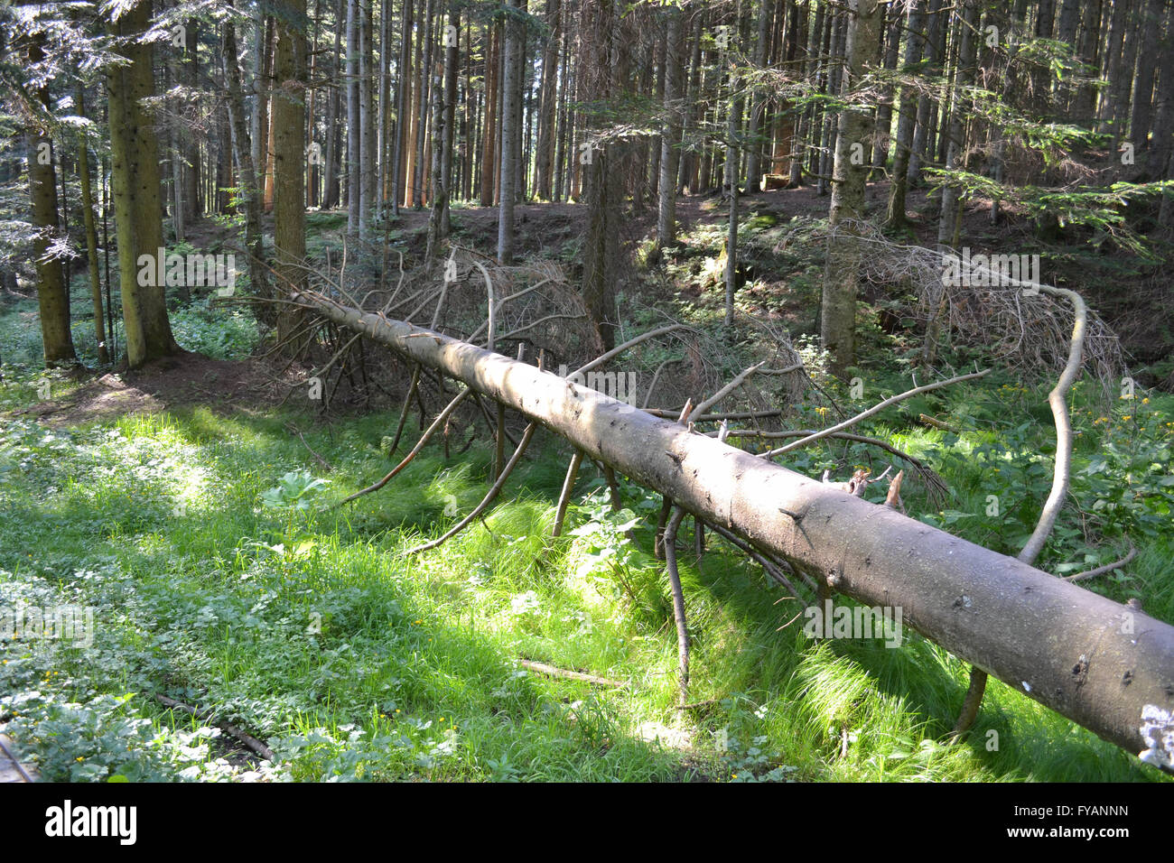 Fallen tree in the forest Stock Photo - Alamy