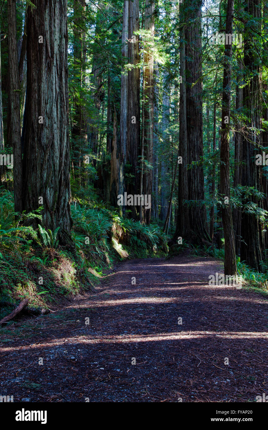 Road through a redwood hi-res stock photography and images - Alamy