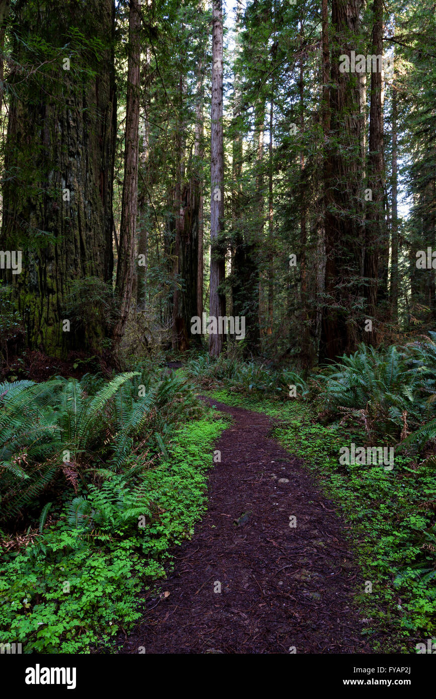 Path redwoods ferns trees forest hi-res stock photography and images - Alamy