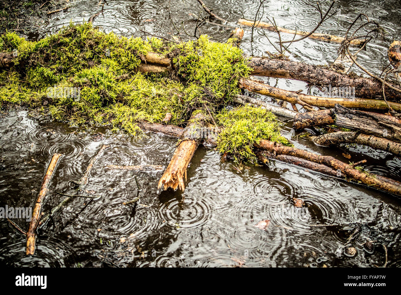 Branches and moss in puddle in the rain Stock Photo - Alamy