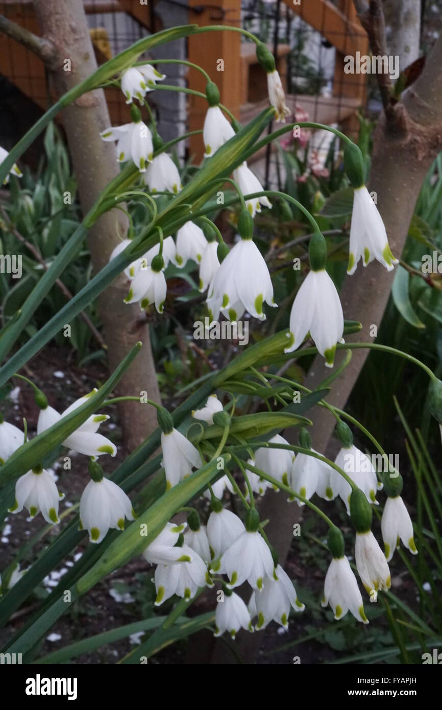 Flowers of the, GRAVETYE GIANT SNOWFLAKE (Leucojum aestivum) plant ...