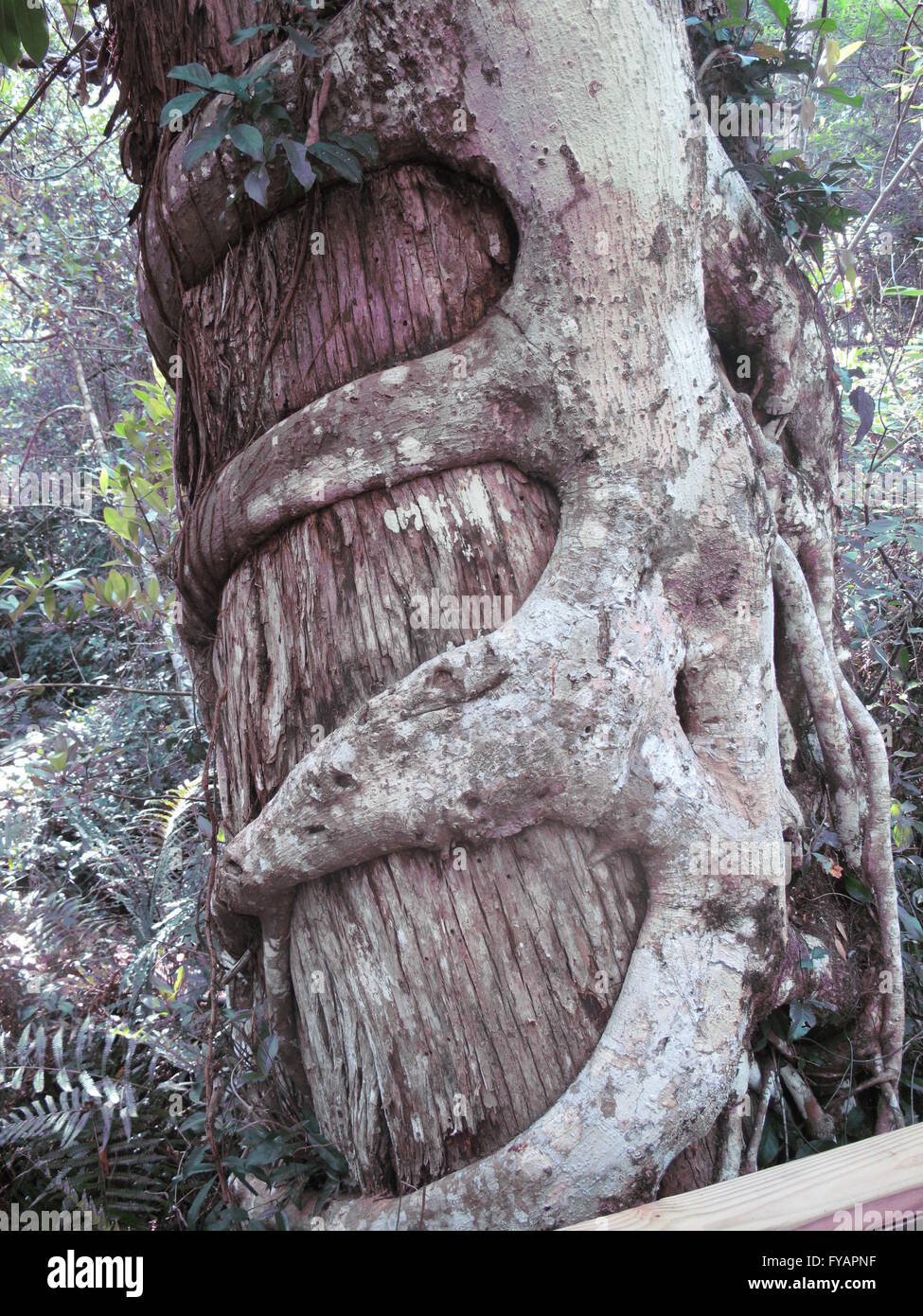 strangler fig in Florida Everglades, USA Stock Photo - Alamy