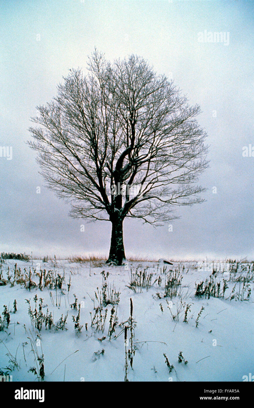 Four Seasons, Winter, lone maple tree in winter Stock Photo - Alamy