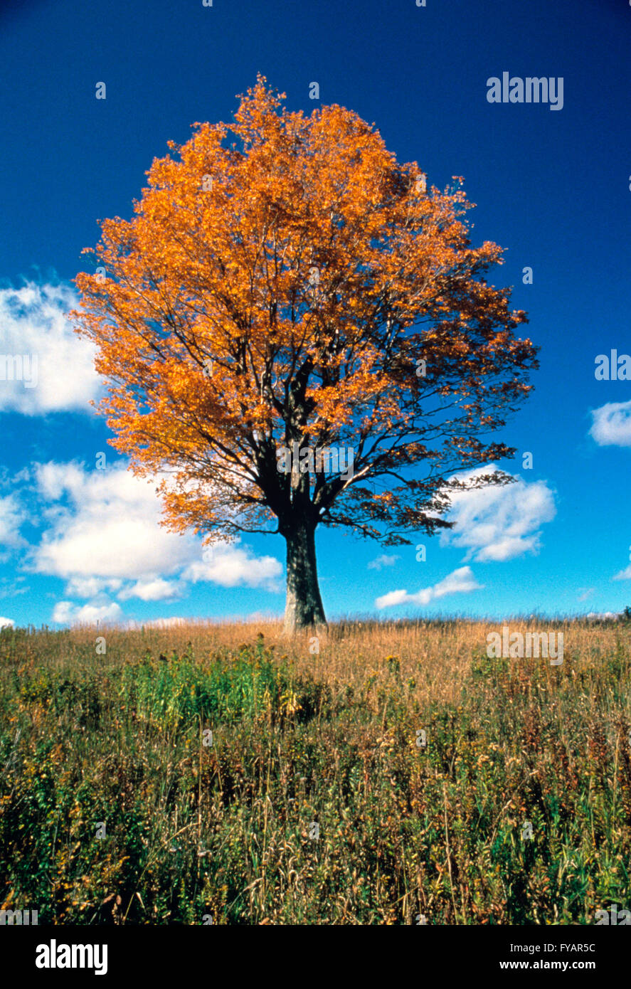 Four Seasons, Autumn, lone maple tree in Autumn Stock Photo - Alamy