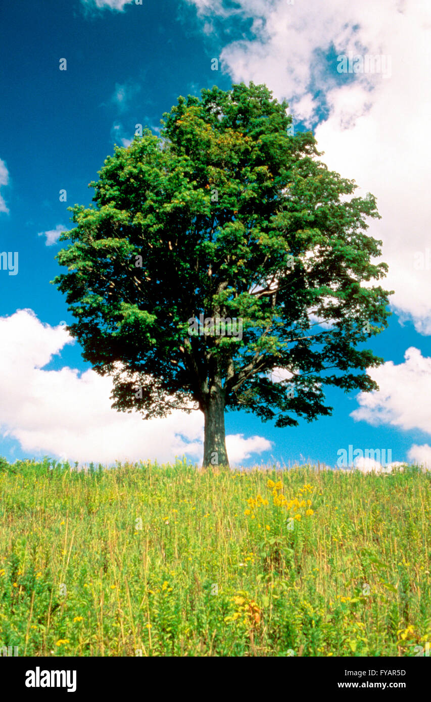 Four Seasons, Summer, lone maple tree in Summer Stock Photo - Alamy