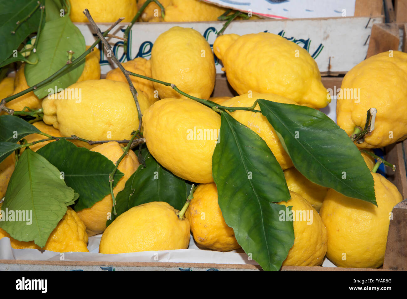 Huge lemons in Sorrento Italy Stock Photo - Alamy