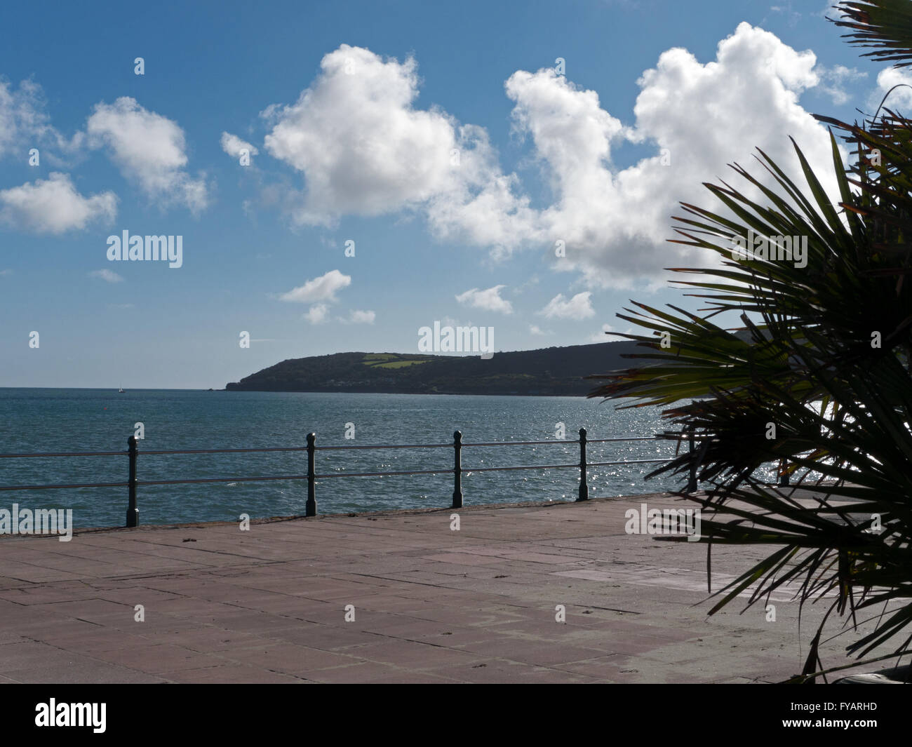 Cornwall palm trees hi-res stock photography and images - Alamy