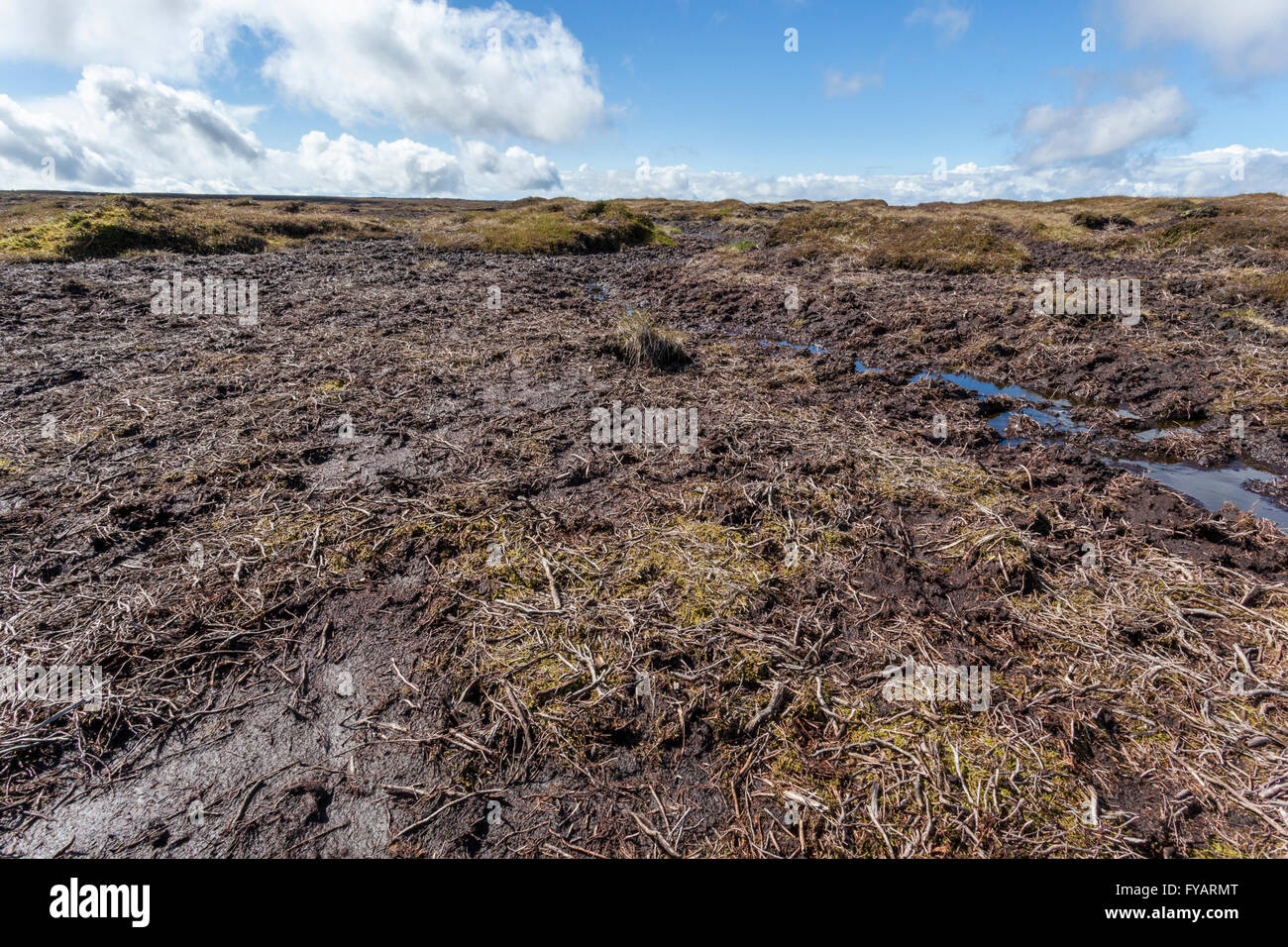 Heather brash spread on bare peat moorland. Part of a moor restoration ...