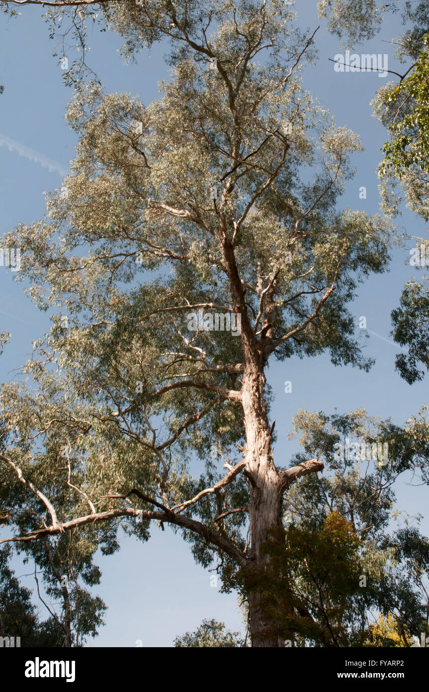 Crown of a mature native eucalypt or gum tree at Bright in the Ovens ...