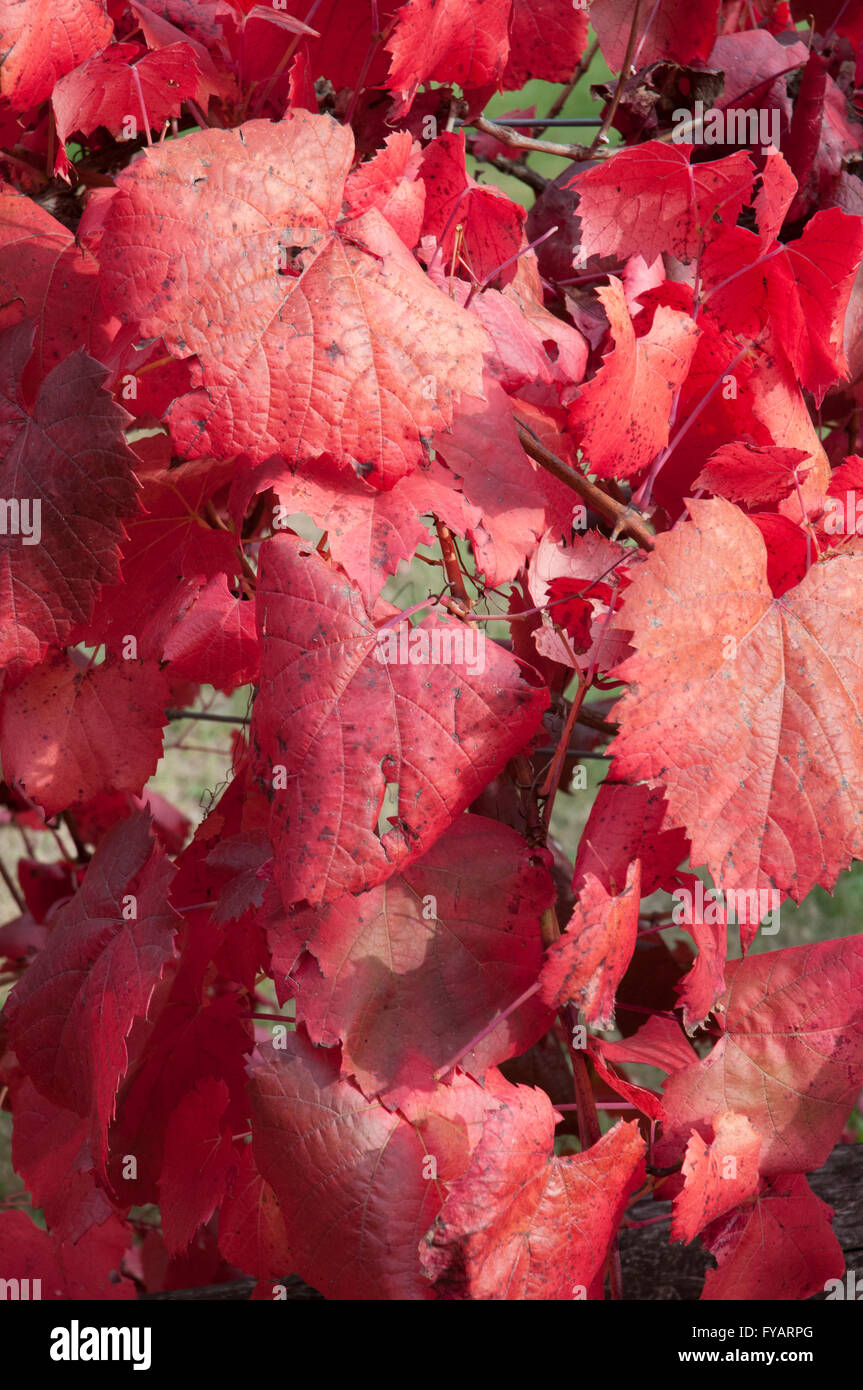 Foliage in bright colours hi-res stock photography and images - Alamy