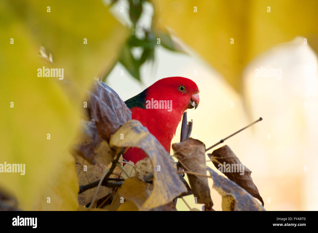 Australian King Parrot browsing at Bright, Victoria, Australia Stock ...