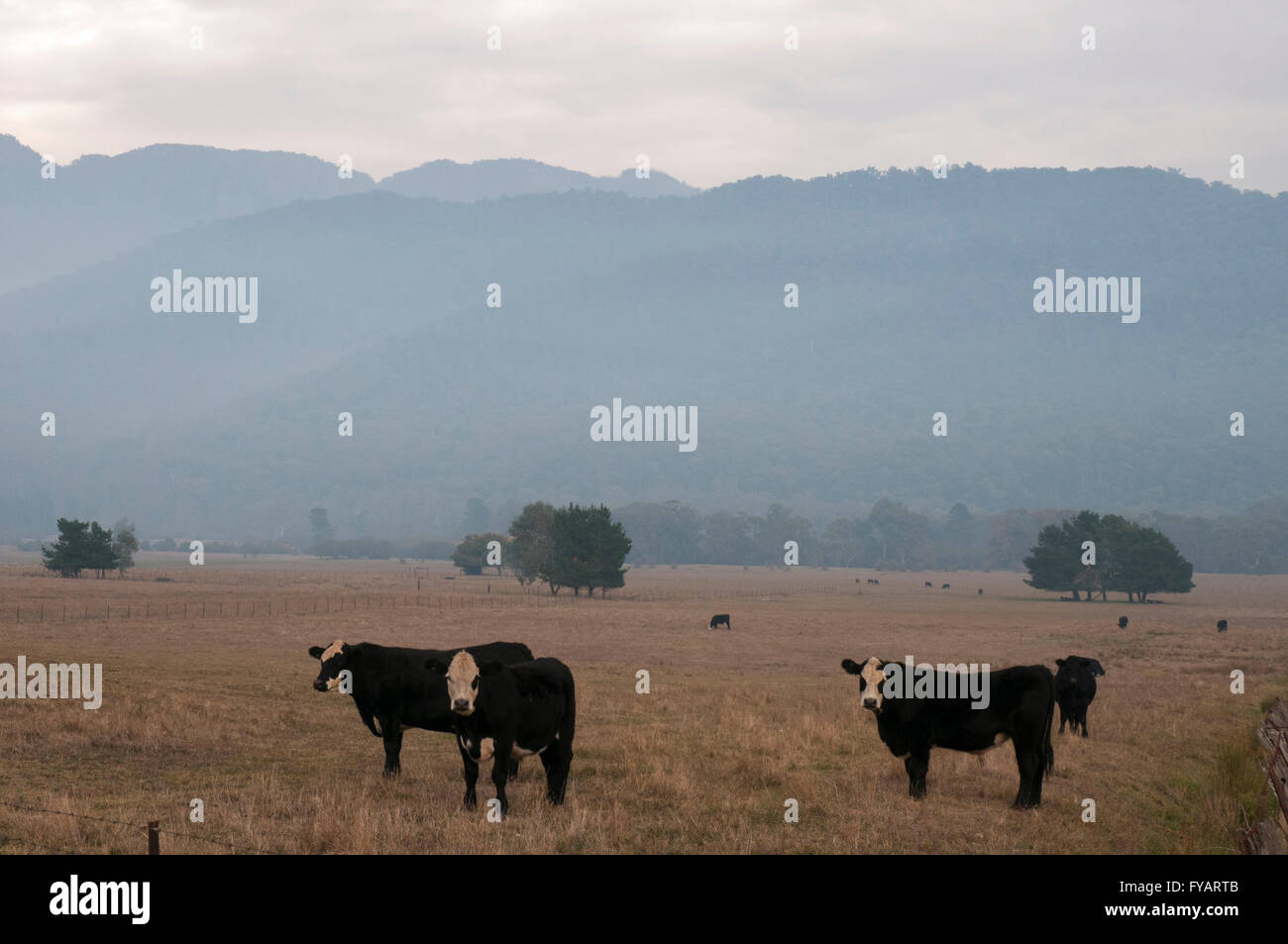 Pastoral scene in the Buckland Valley of NE Victoria, Australia Stock ...