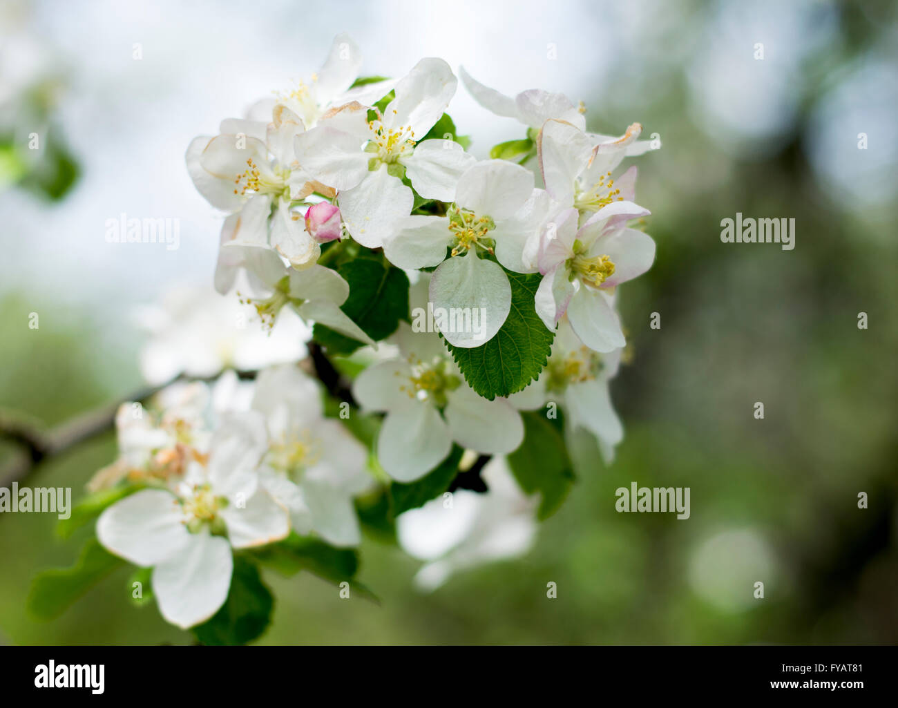 beautiful branch of the blossoming apple-tree largely Stock Photo - Alamy