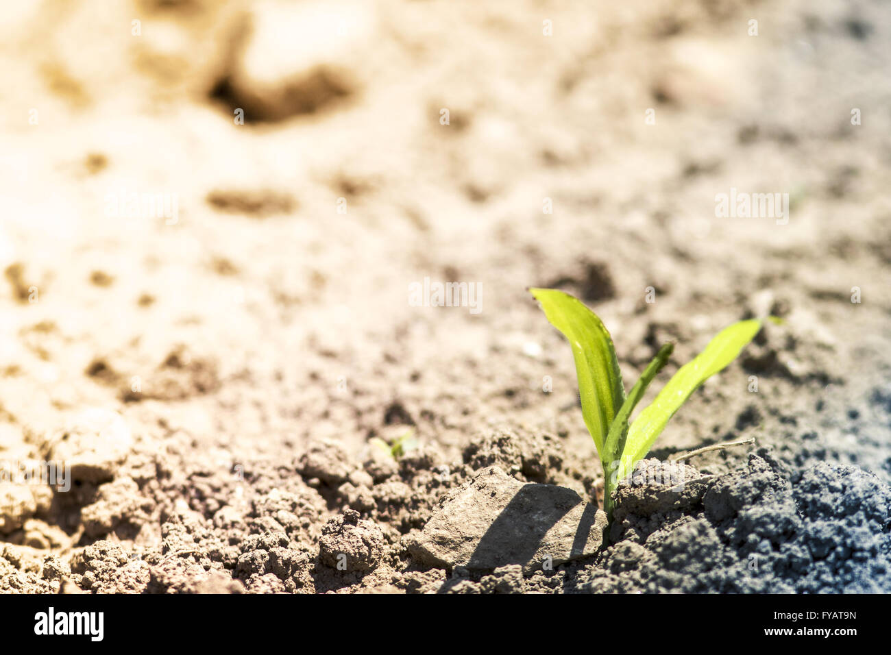 Green plant buds growing, life and nature Stock Photo - Alamy