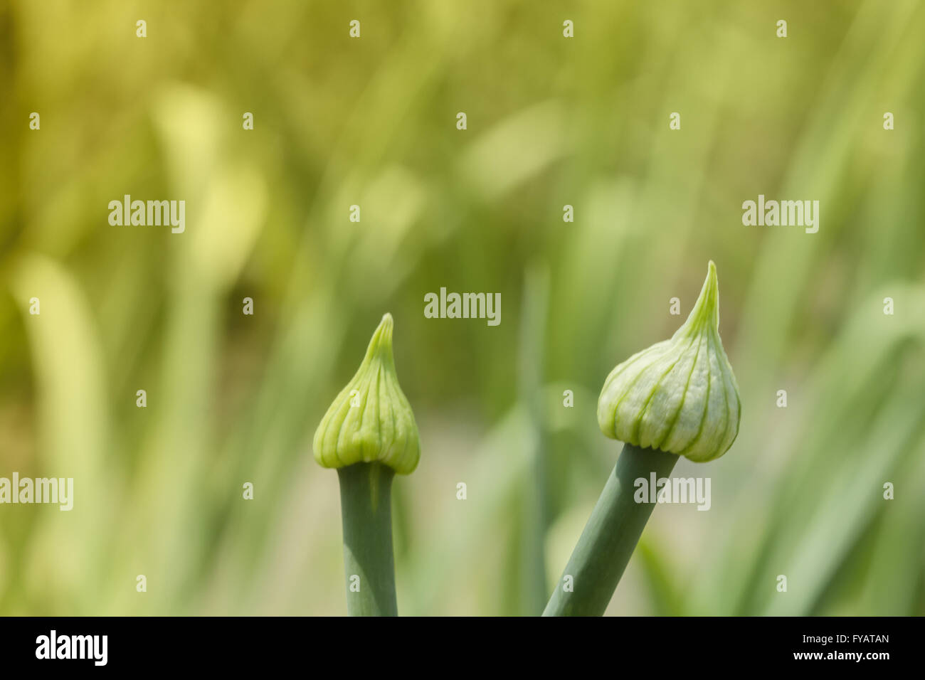 Flower buds natural background, outdoor photography Stock Photo - Alamy