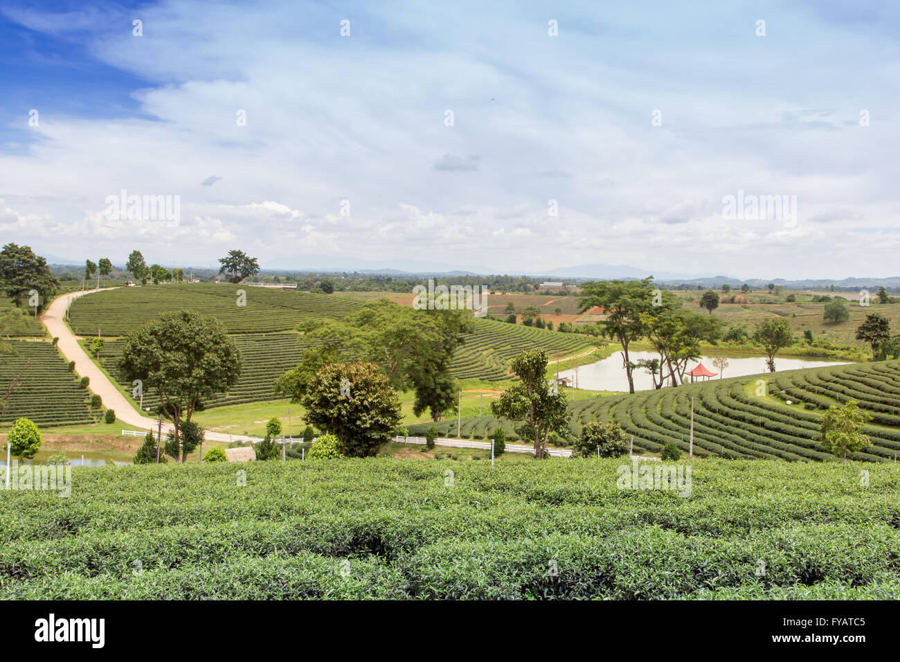 Typical italian country scene hi-res stock photography and images - Alamy
