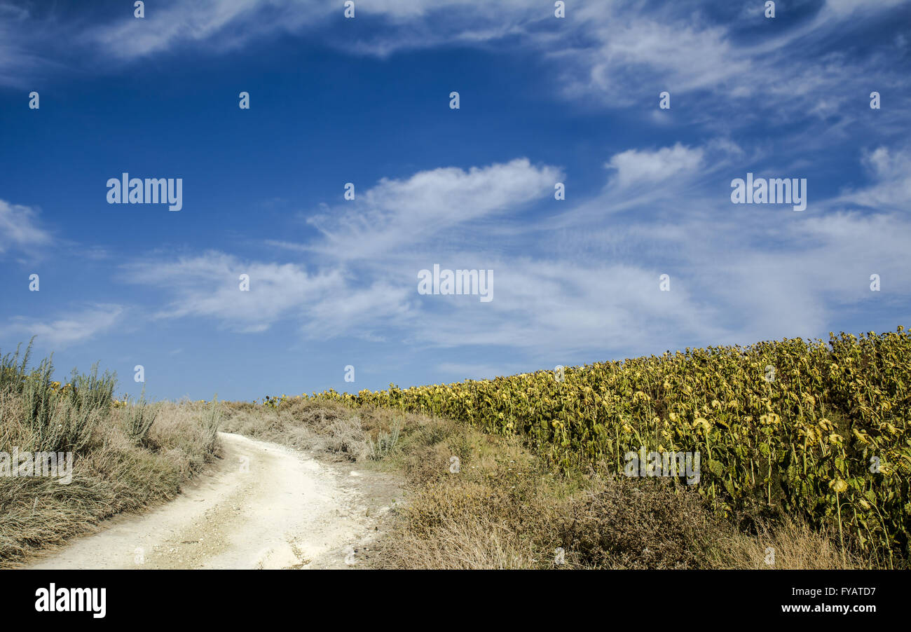 Countryside empty road, Italian landscape Stock Photo - Alamy
