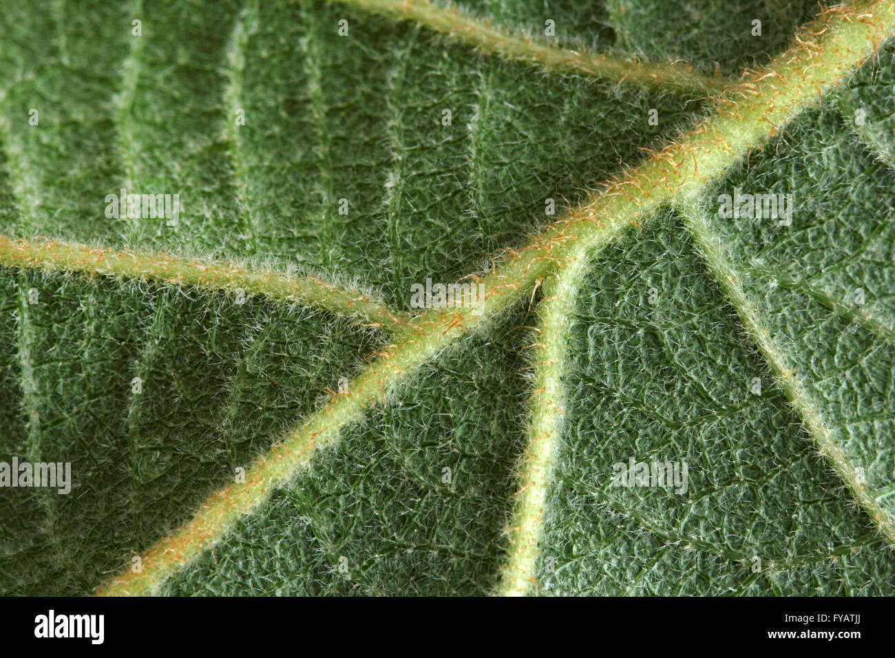 Detailed leaf texture hi-res stock photography and images - Alamy