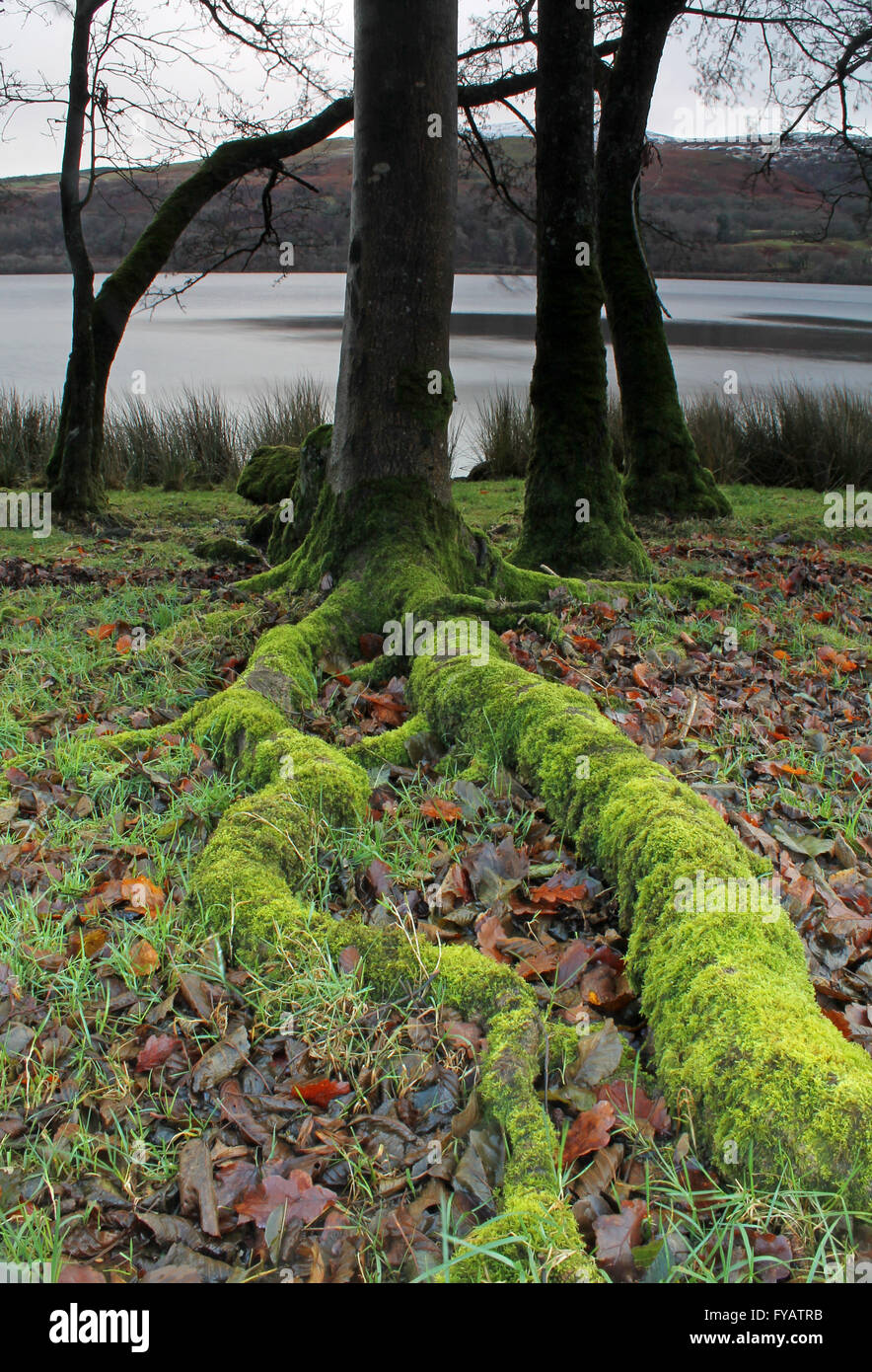 Tree Roots Protruding High Resolution Stock Photography and Images - Alamy