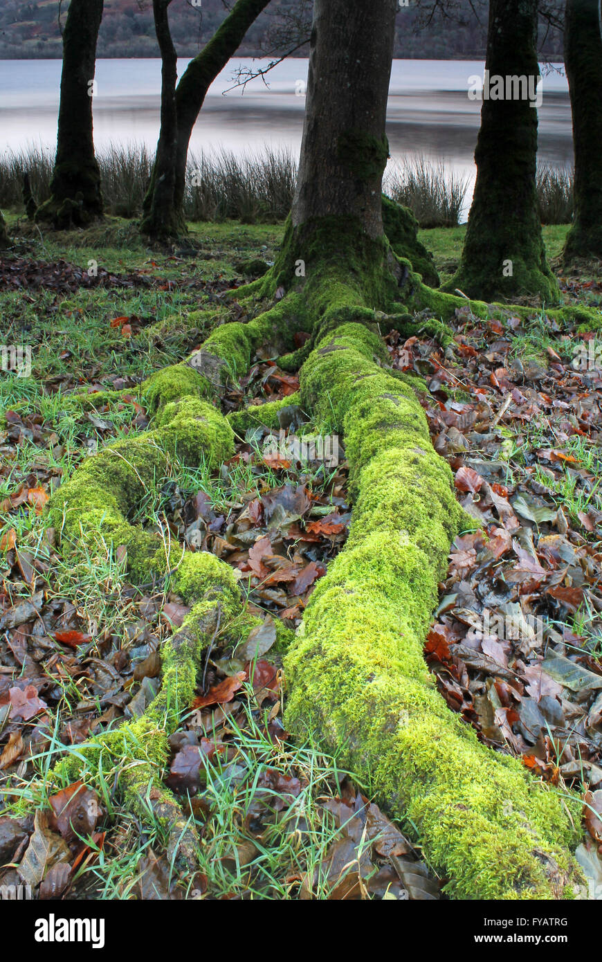 Tree Roots Protruding High Resolution Stock Photography and Images - Alamy
