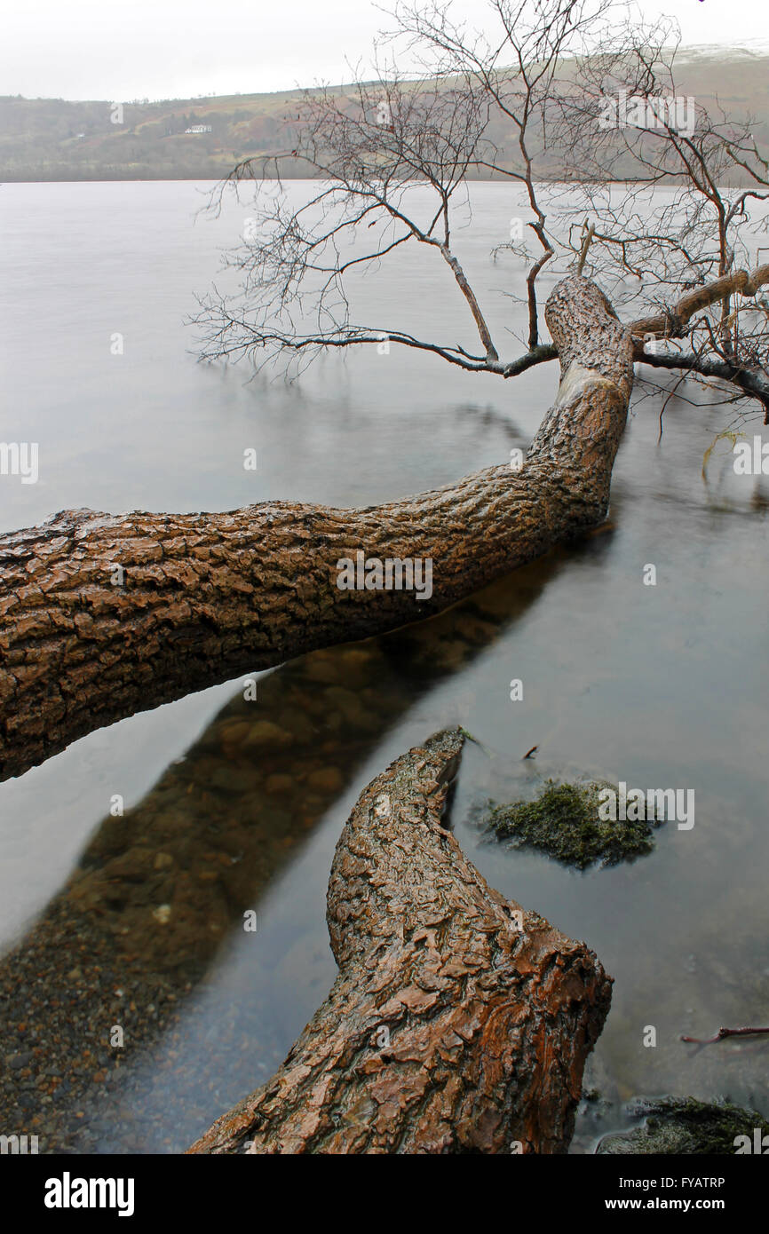 Fallen tree on shoreline of Bala lake Wales Stock Photo - Alamy