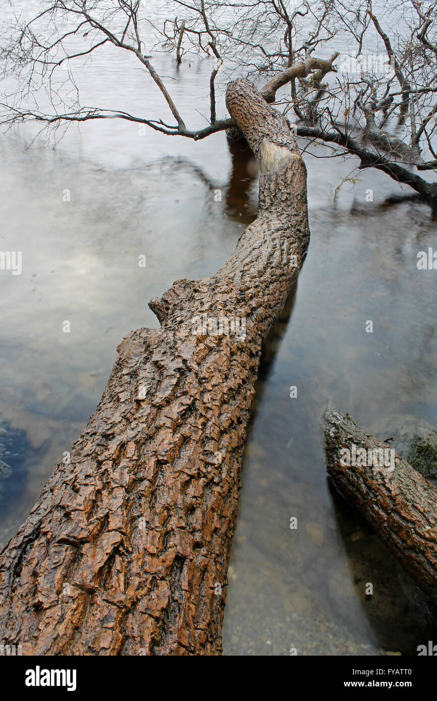 Fallen tree on shoreline of Bala lake Wales Stock Photo - Alamy