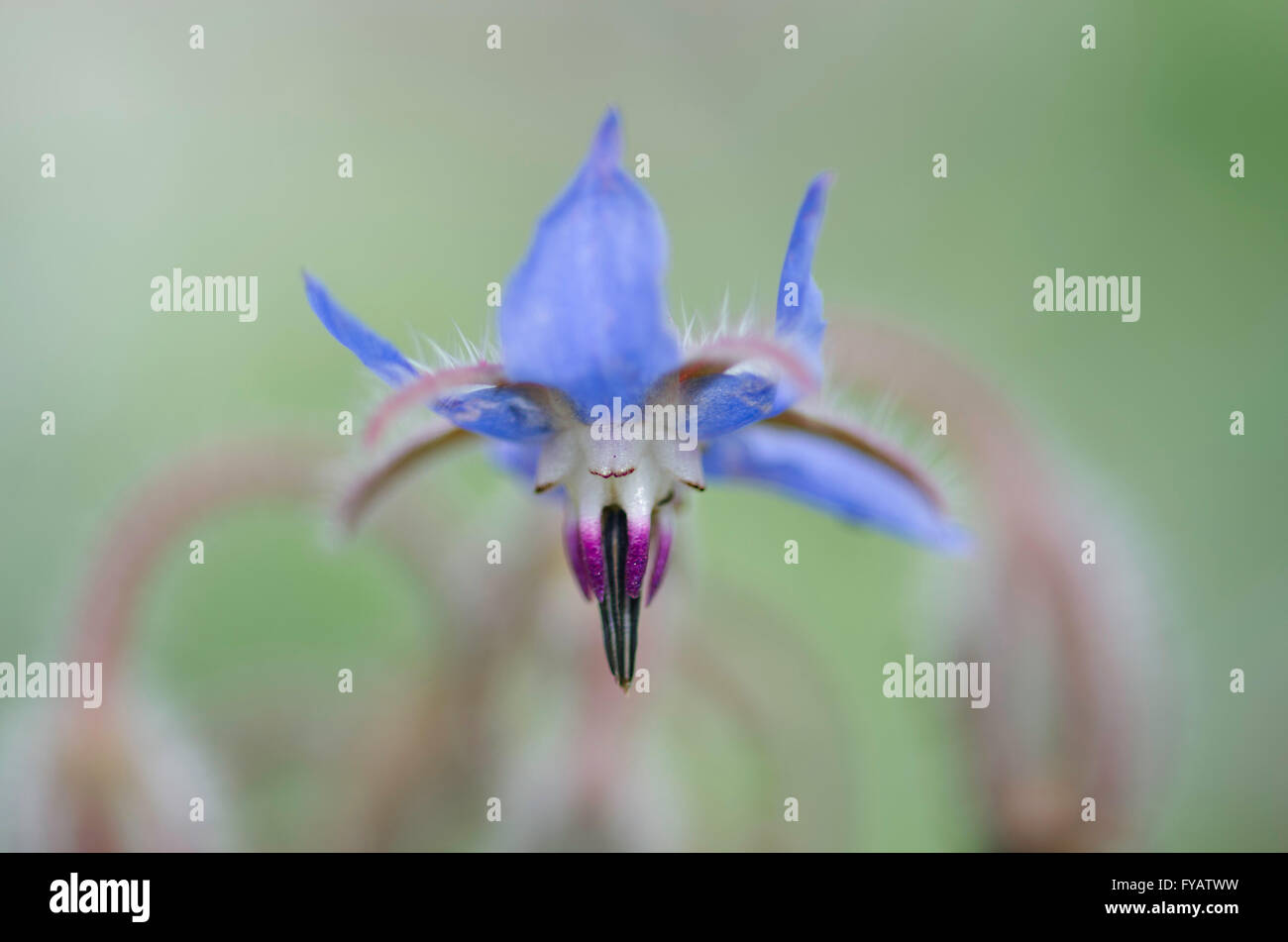 Single flower head hi-res stock photography and images - Alamy