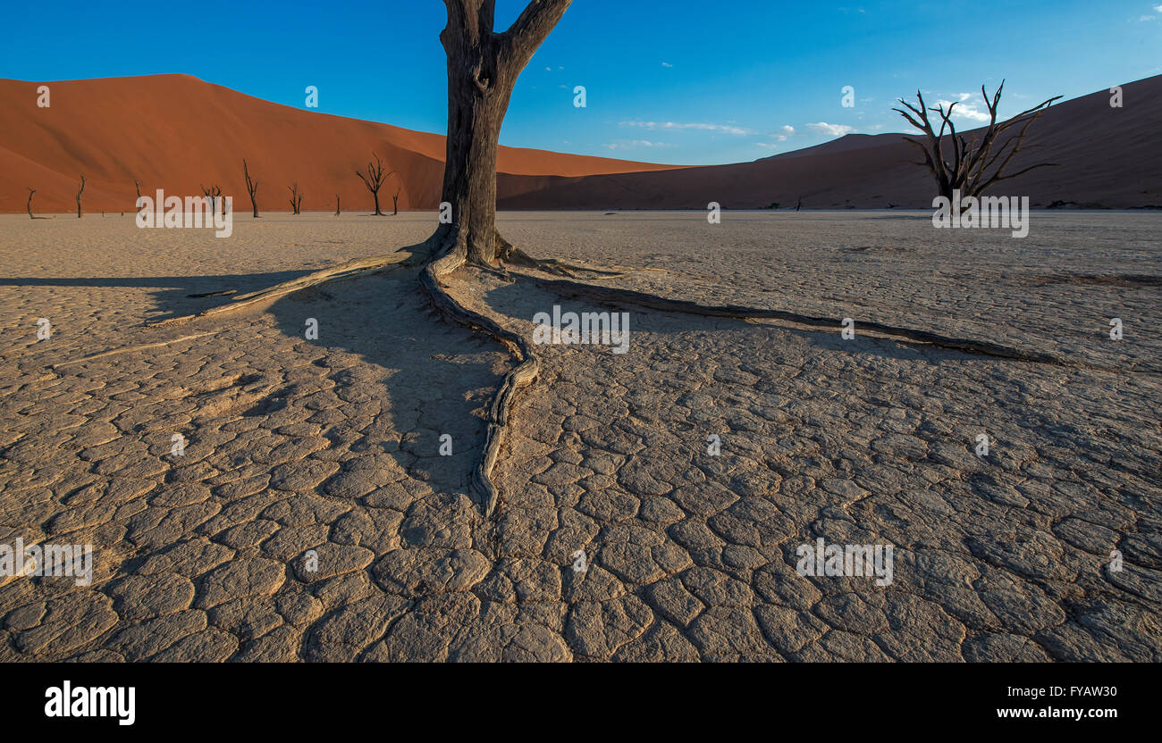 Roots hi res hi-res stock photography and images - Alamy