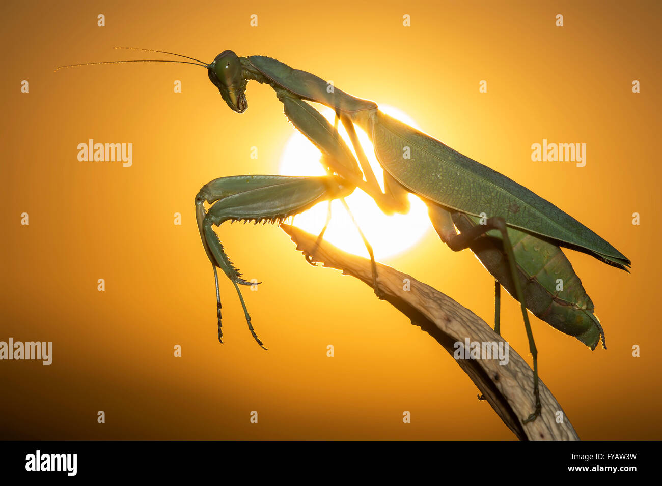 Mantis. Found this one late one afternoon in Windhoek Namibia. Took the ...