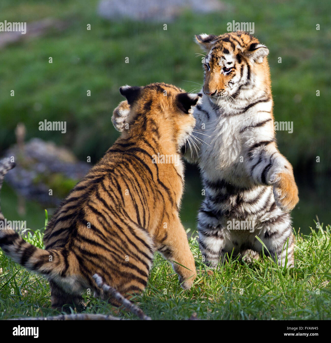 Amur tiger cubs hi-res stock photography and images - Alamy