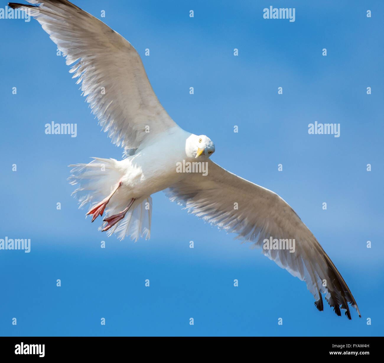 Seagull in flight showing underside of bird Stock Photo - Alamy