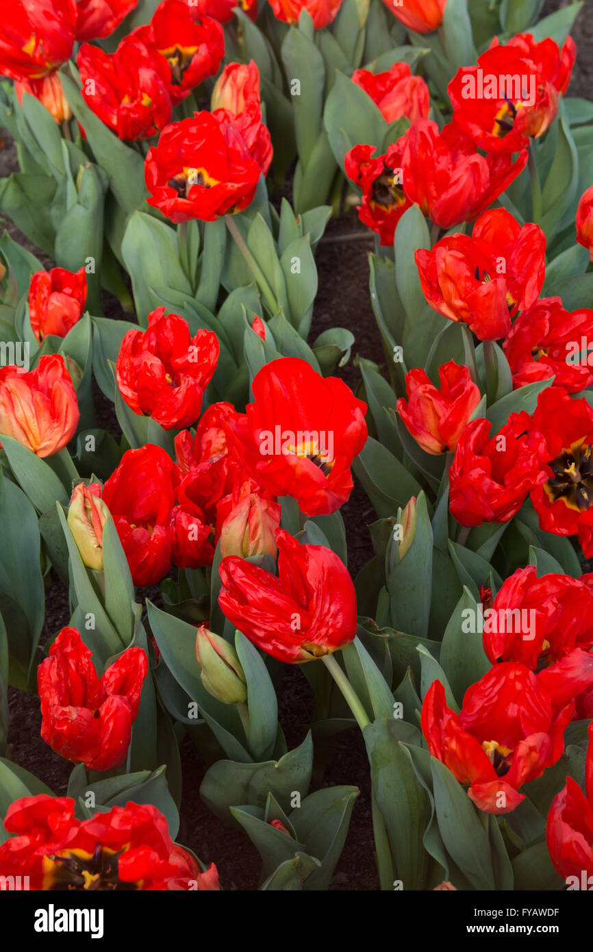 Red tulip plant Lalibela Stock Photo - Alamy