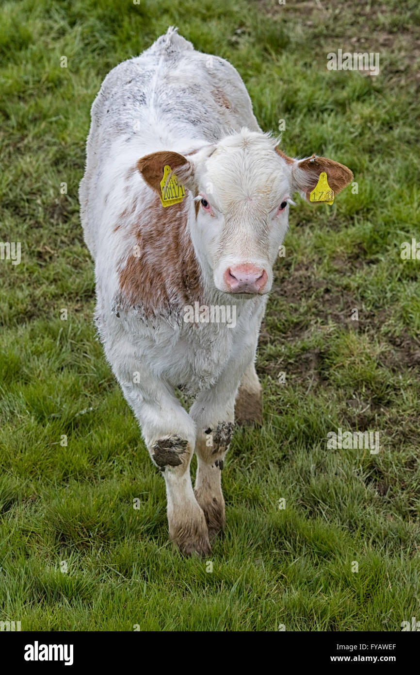 Calf walking towards camera hi-res stock photography and images - Alamy
