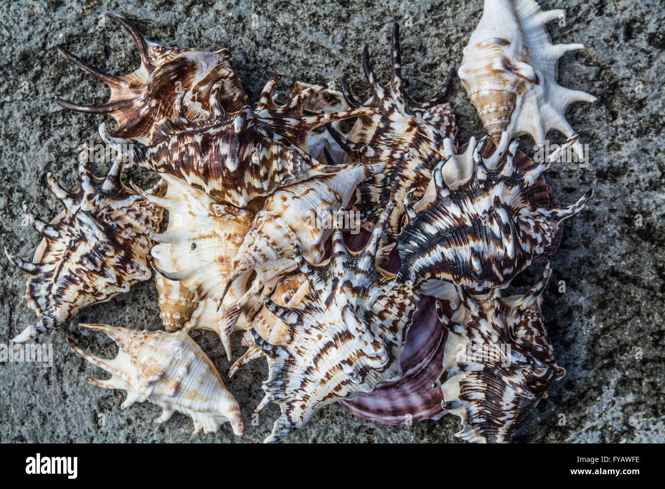 Spiny shells hi-res stock photography and images - Alamy