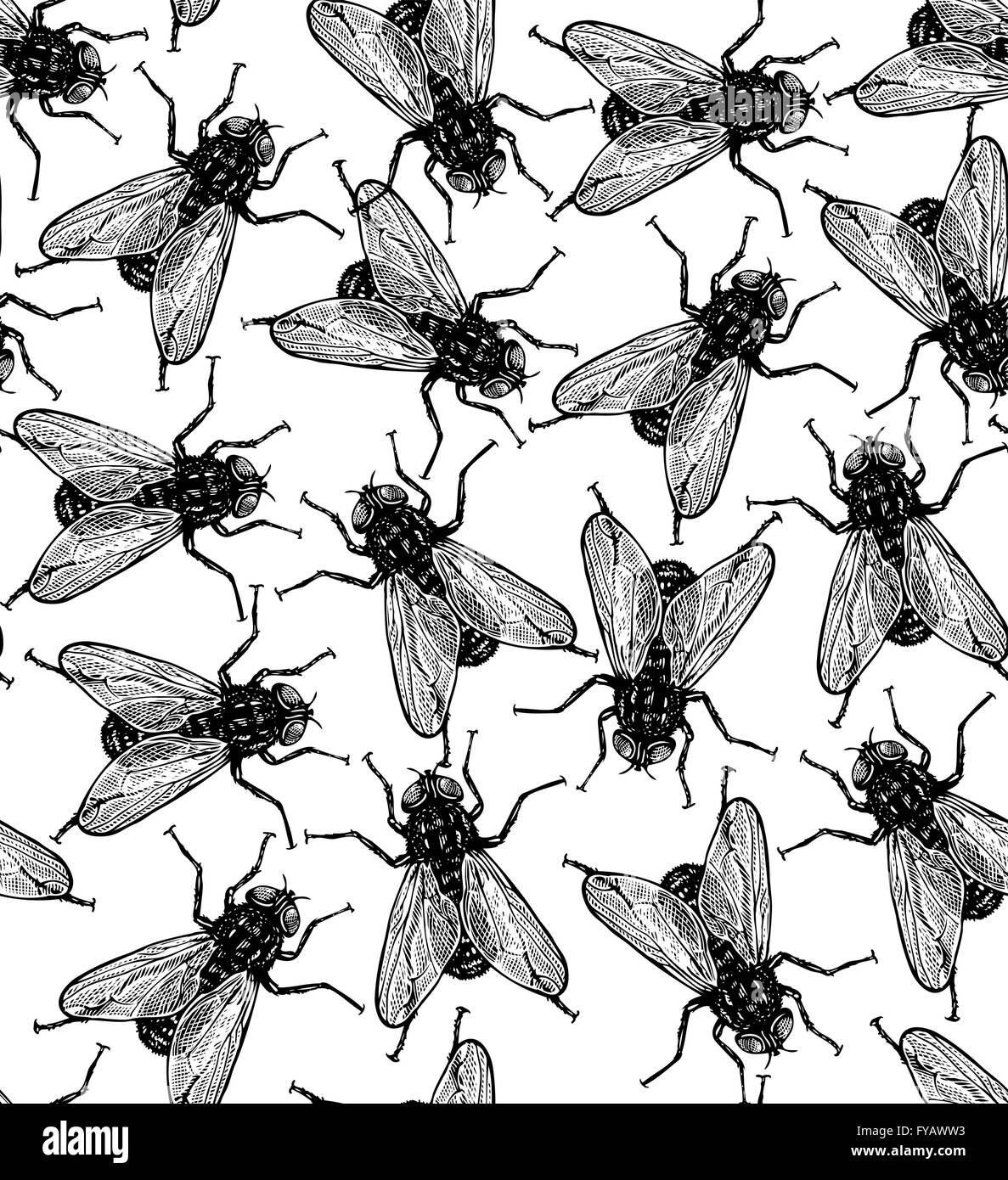 Housefly Black and White Stock Photos & Images - Alamy