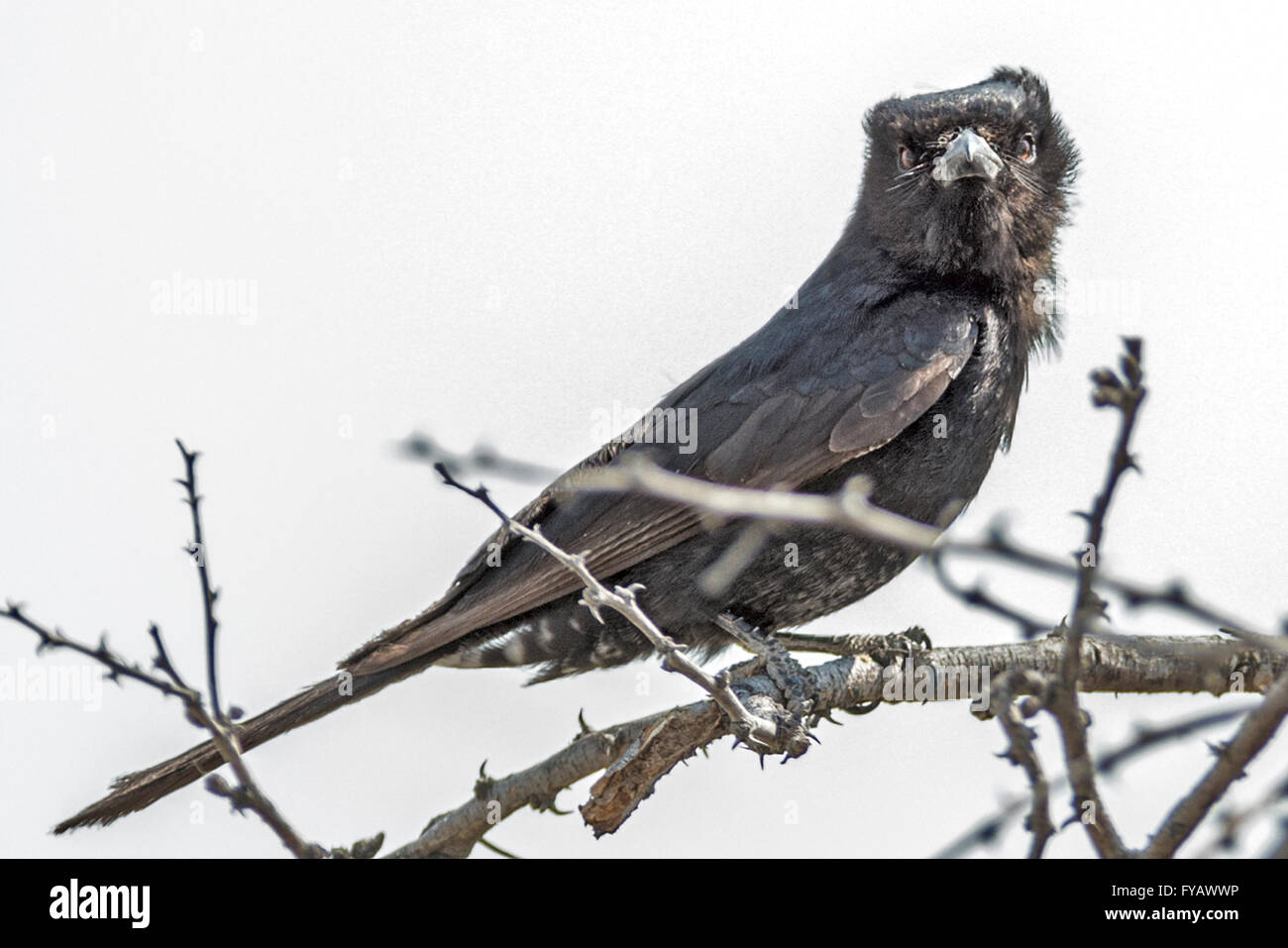 Corvus capensis hi-res stock photography and images - Alamy