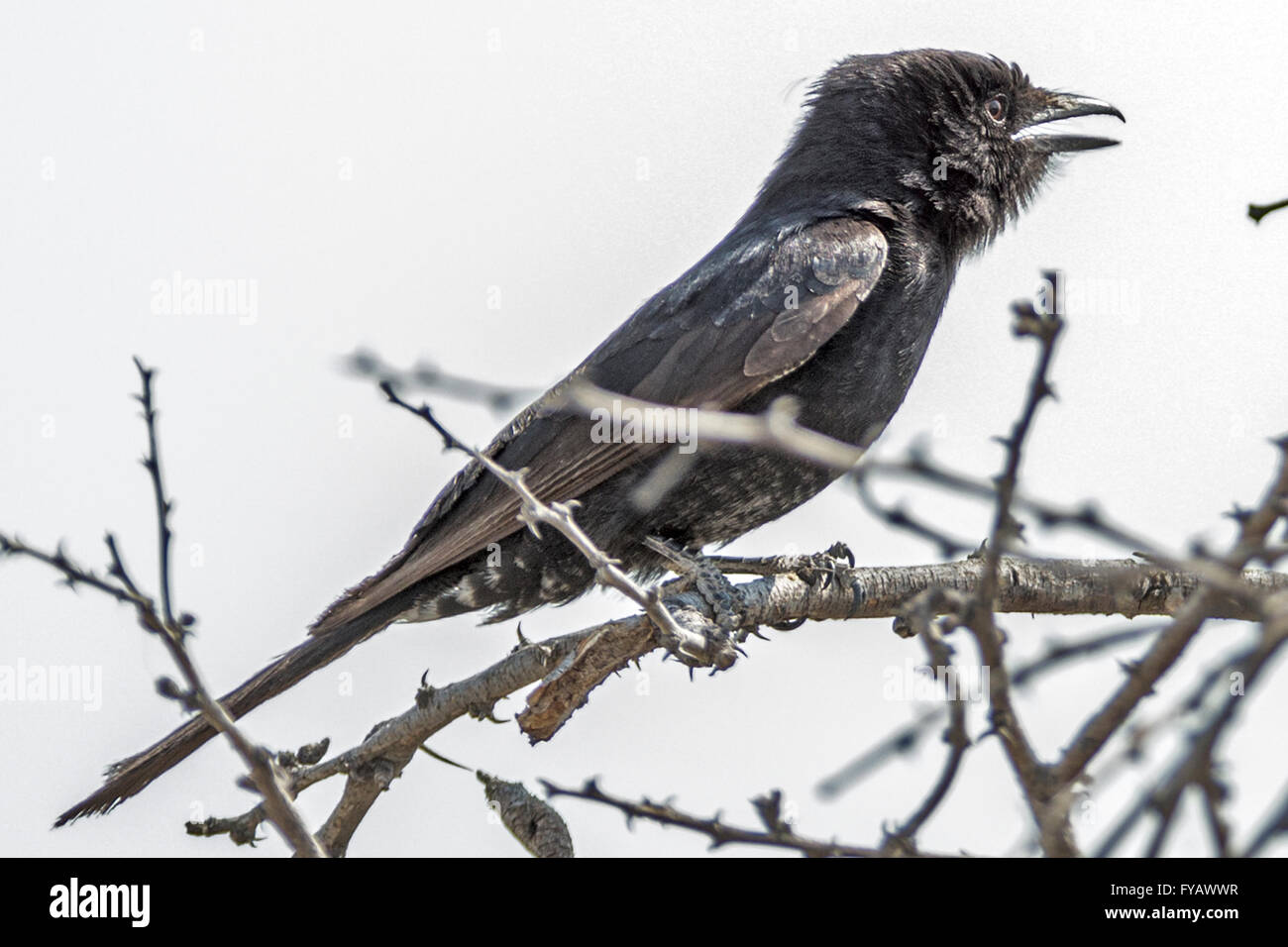 Cape black crow corvus capensis hi-res stock photography and images - Alamy