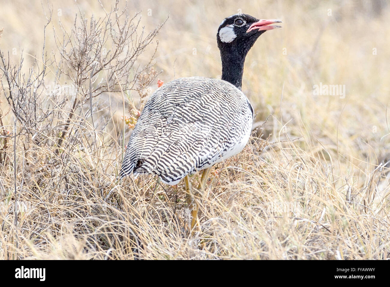 Korhaan watching hi-res stock photography and images - Alamy