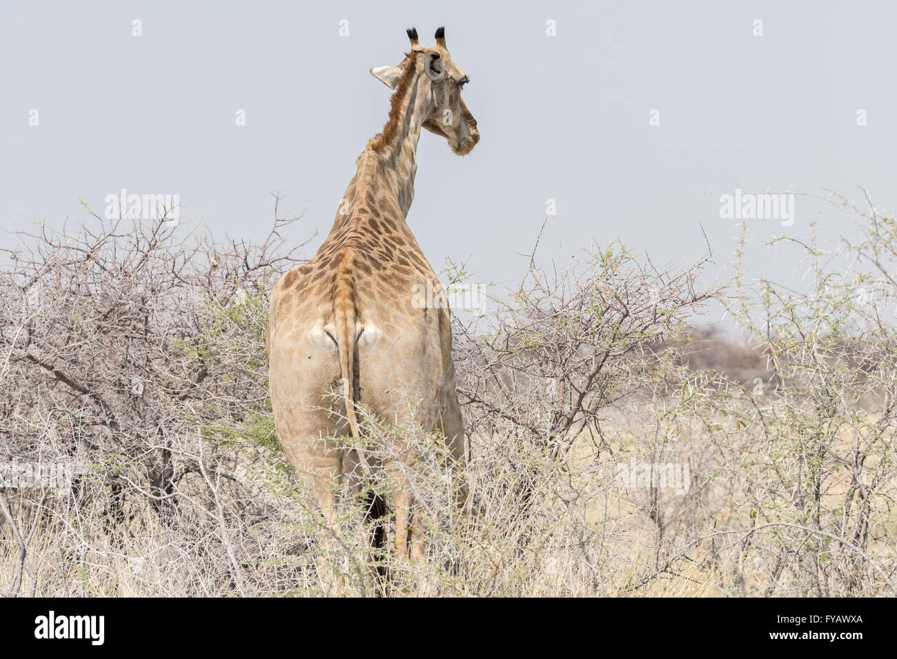 Giraffe bottom hi-res stock photography and images - Alamy