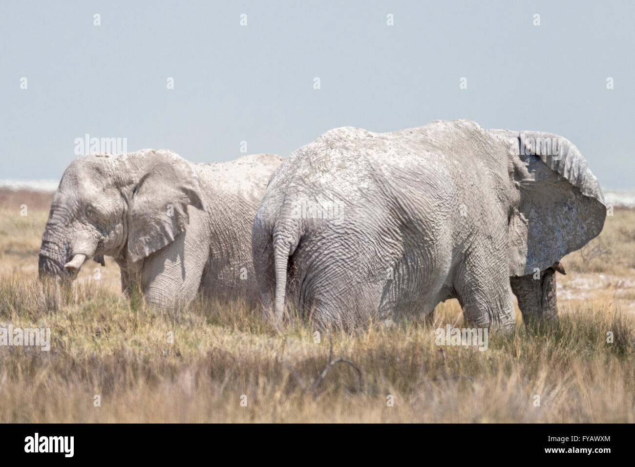 "Ghost" bull elephants, so called due to the whiteness of the clay used ...