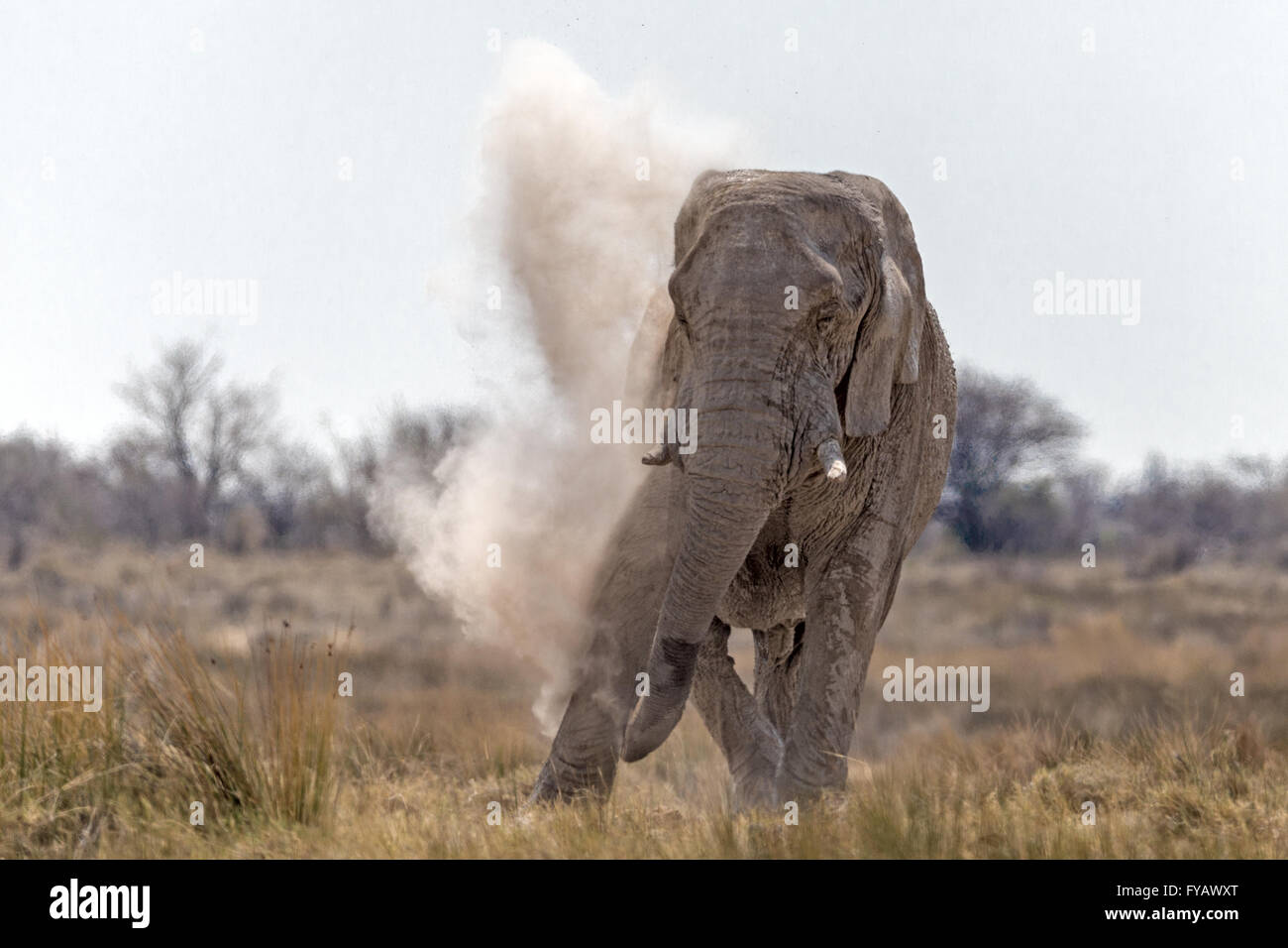 Dusting down"Ghost" bull elephant, so called due to the whiteness of ...